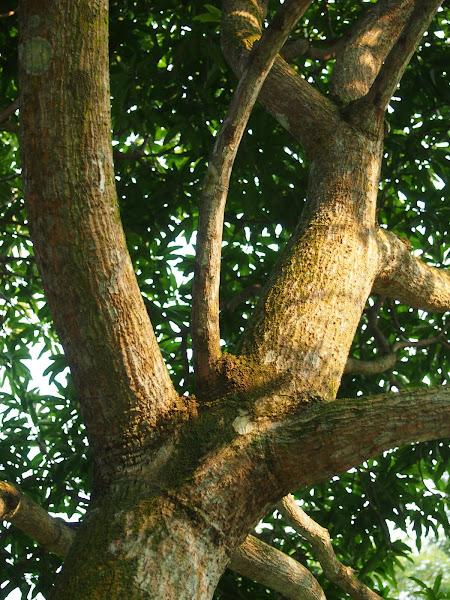 Mango | Project Noah