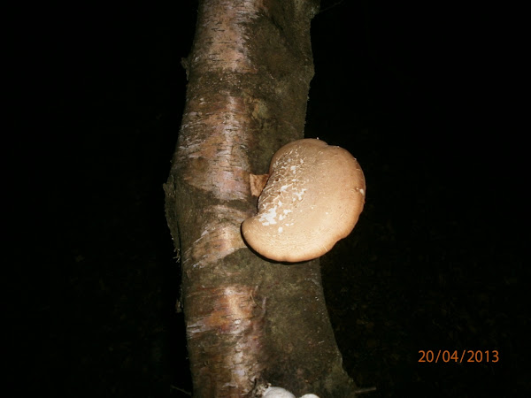 Birch Polypore | Project Noah