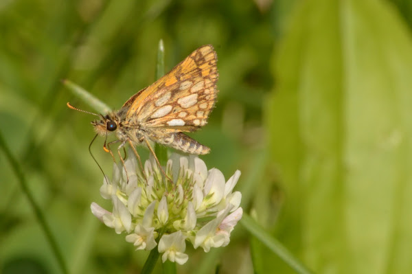 Chequered Skipper | Project Noah