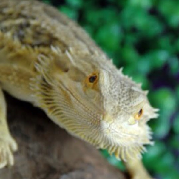 Bearded Dragon | Project Noah