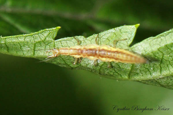 Brown Lacewing larvae | Project Noah