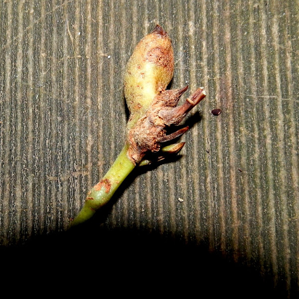 Leaf-bud gall | Project Noah