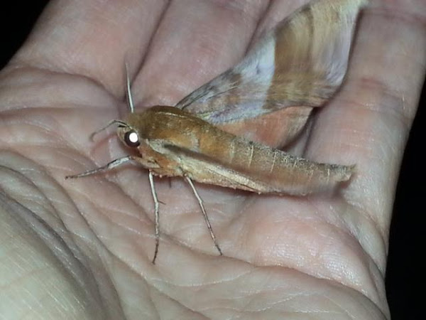 Azalea Sphinx | Project Noah