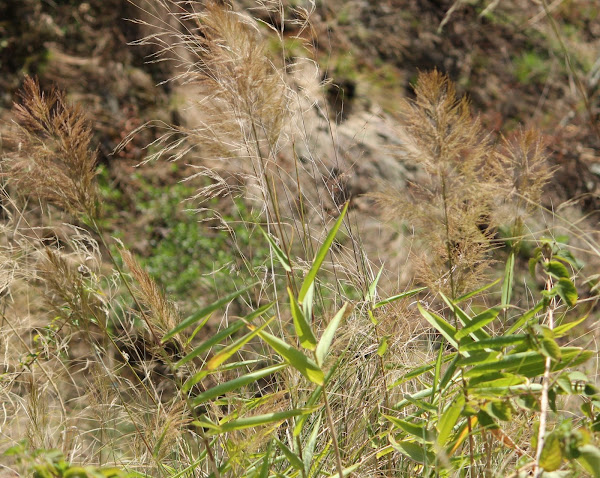 Tiger Grass, Asian broom grass, Bamboo grass | Project Noah