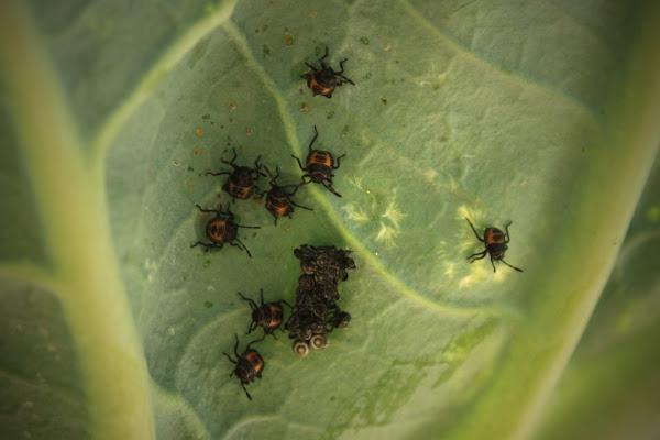 Ornate Shield Bug | Project Noah