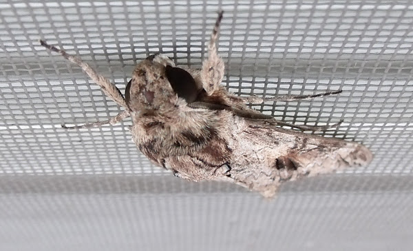 Convolvulus Hawk-moth | Project Noah