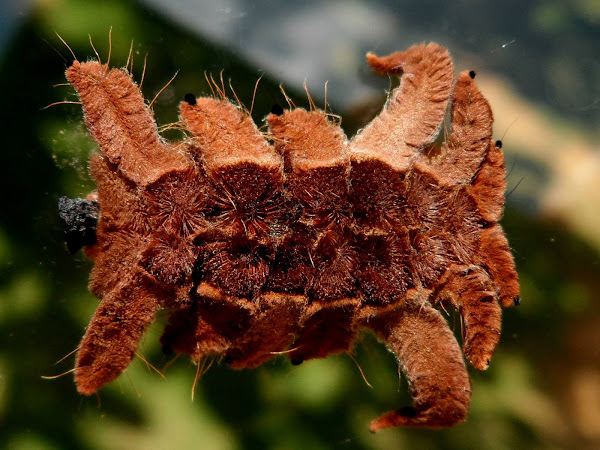 Monkey Slug or Hag Moth Caterpillar | Project Noah
