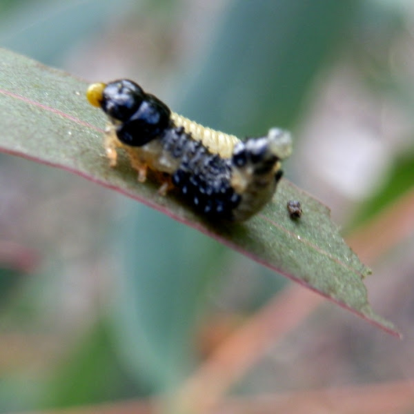 Eucalyptus Tortoise Beetle Larva | Project Noah