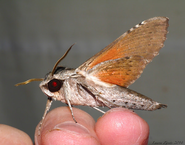 Sphinx Moth | Project Noah