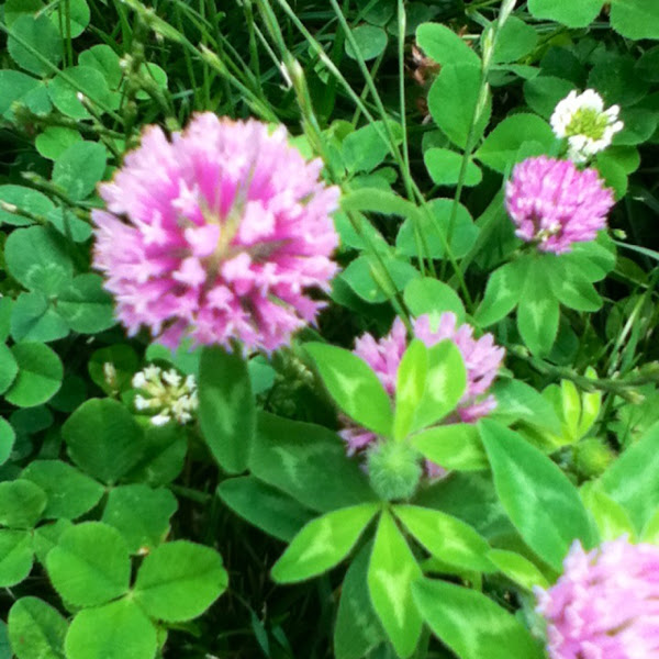 Red clover | Project Noah