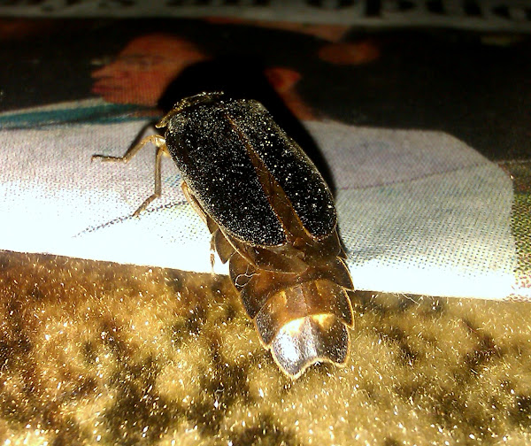 Glow worm | Project Noah