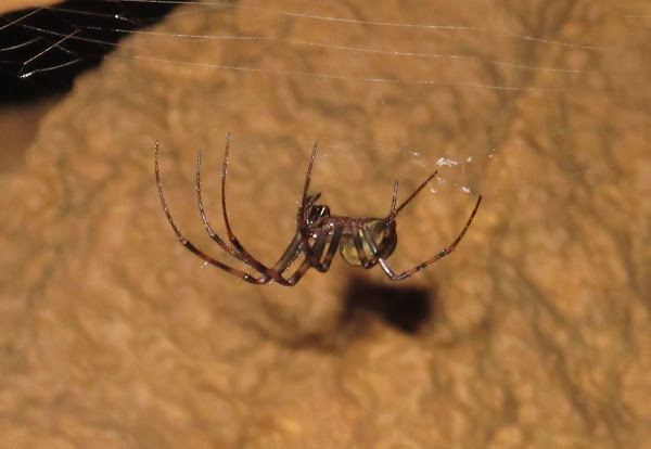 Cave Orb Weaver Spider | Project Noah