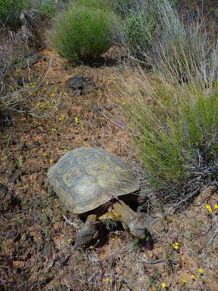 Desert Tortoise | Project Noah