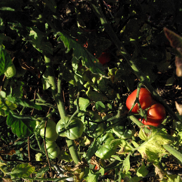 German Johnson Tomato | Project Noah