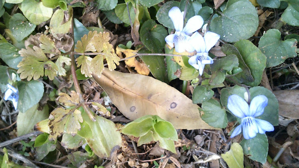 Common Blue Violet | Project Noah