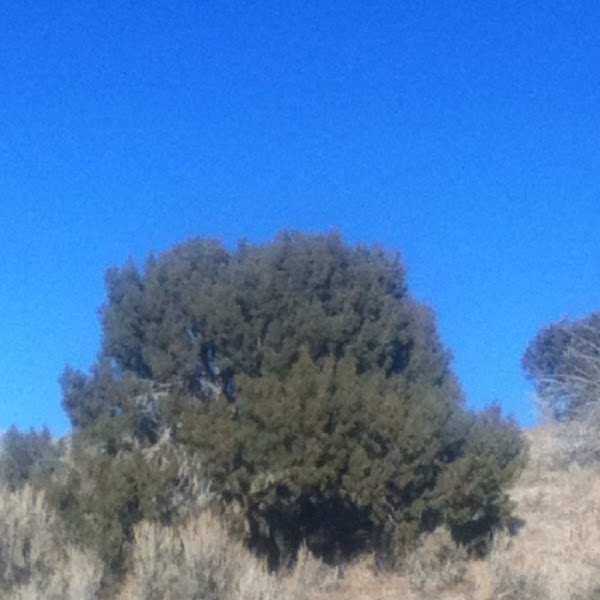 Juniper tree | Project Noah