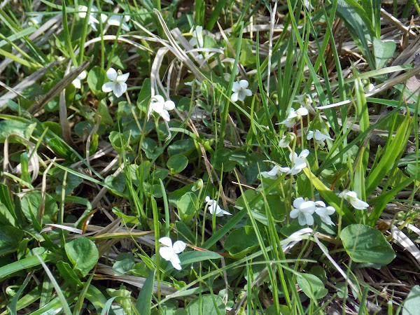 Sweet White Violet | Project Noah