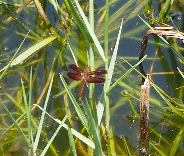 Common parasol | Project Noah