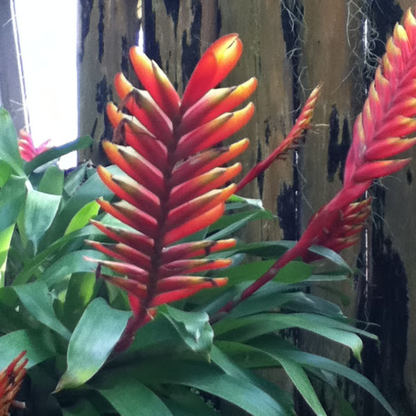 Bromeliad | Project Noah