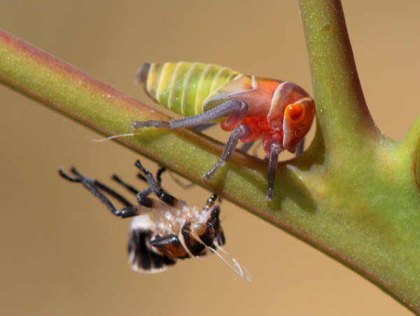 Leafhopper - nymphs | Project Noah