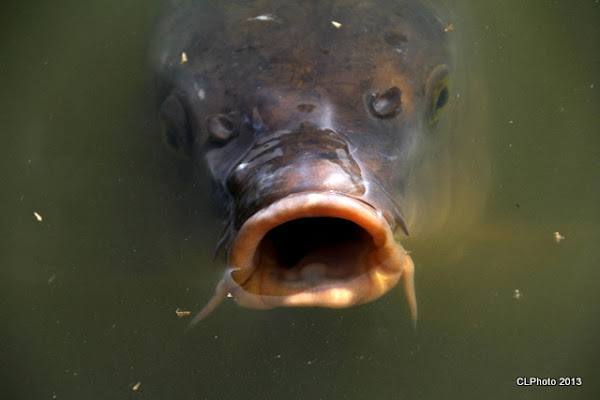 Common Carp | Project Noah