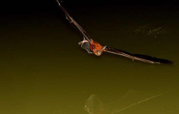 Lesser Bulldog Bat | Project Noah