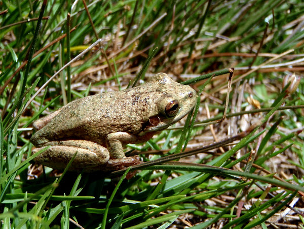 Squirrel Treefrog | Project Noah