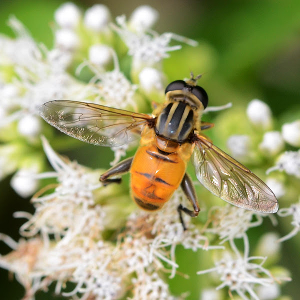 hoverfly | Project Noah