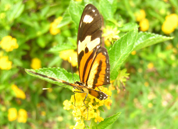 Isabella Longwing | Project Noah