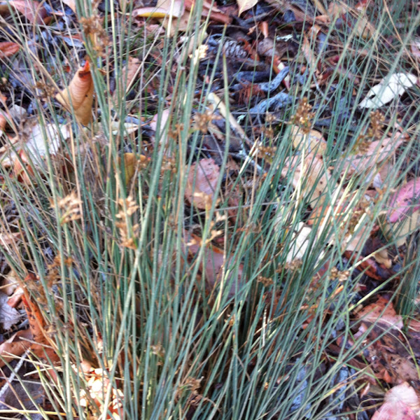 Rush grass | Project Noah