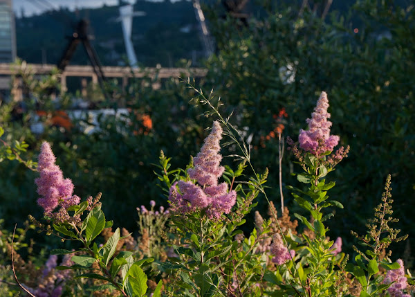 Douglas Spirea | Project Noah