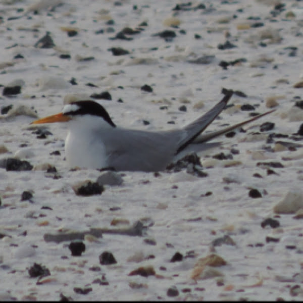 Least Tern | Project Noah