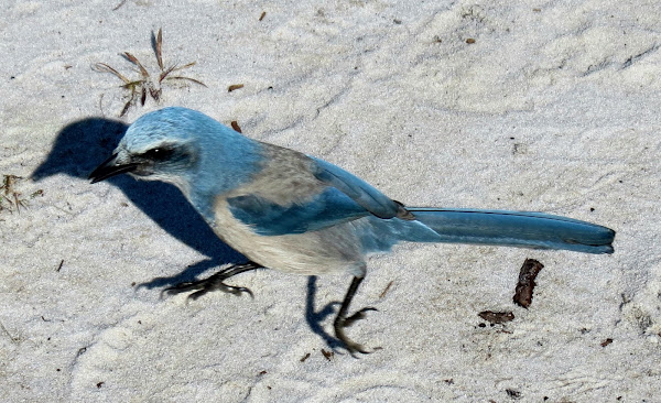 Florida scrub jay | Project Noah