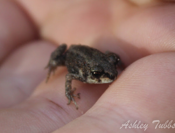 Toadlet | Project Noah