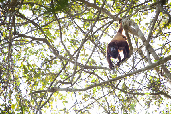 Colombian Red Howler Monkey | Project Noah
