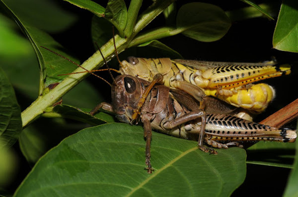 Differential grasshoppers (mating pair) | Project Noah