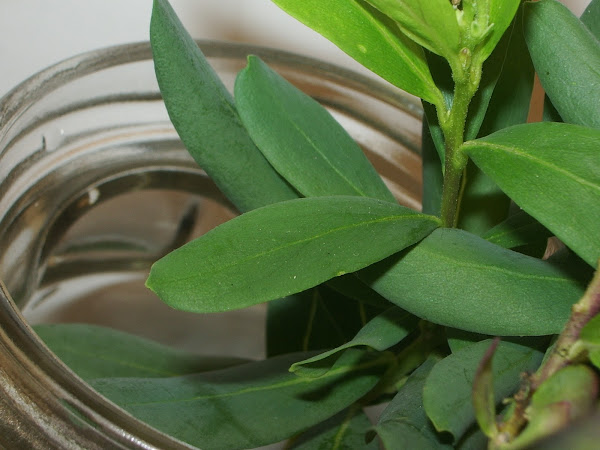 Sweet Pea shrub | Project Noah