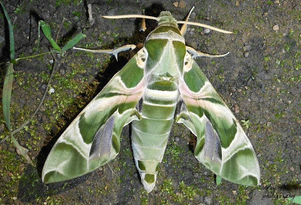 Oleander hawk moth | Project Noah