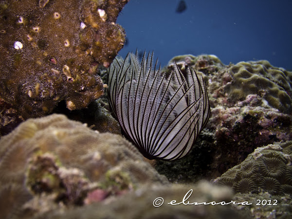 Feather Duster Worm | Project Noah