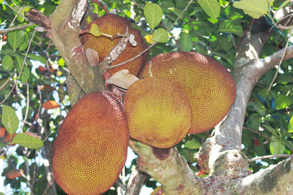 Jackfruit | Project Noah