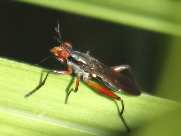 Marsh_Fly | Project Noah