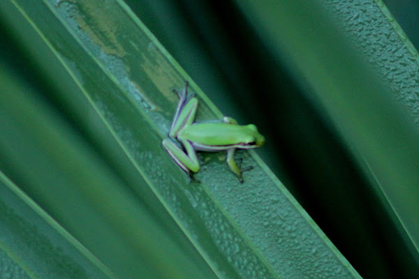 Green Treefrog | Project Noah