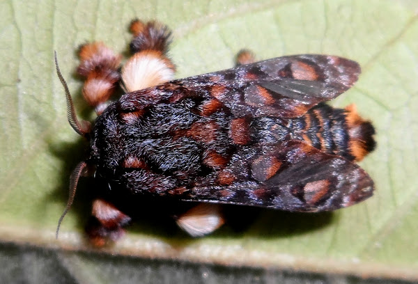 Monkey Slug Caterpillar (Moth)? | Project Noah