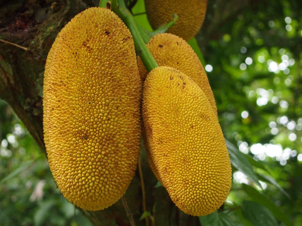Jackfruit | Project Noah