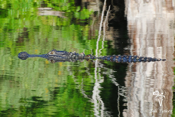 American Alligator | Project Noah