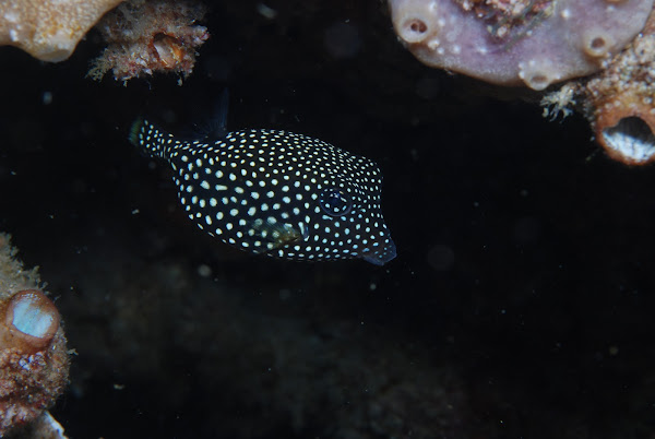 Female Spotted Boxfish | Project Noah