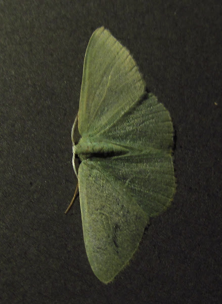 Emerald moth | Project Noah