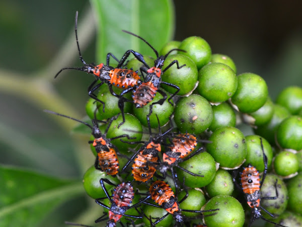 Assassin Bug Nymphs | Project Noah