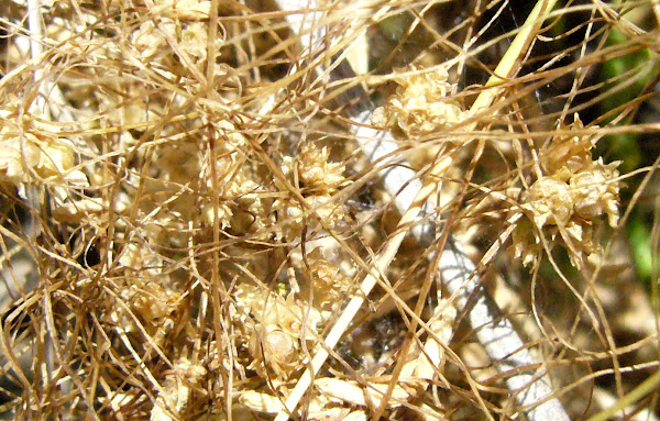 Cuscuta campestris | Project Noah