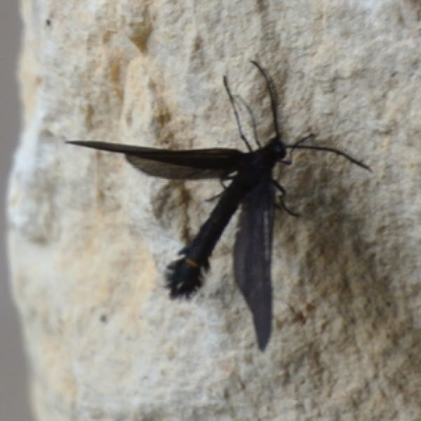 Western Grapeleaf Skeletonizer | Project Noah